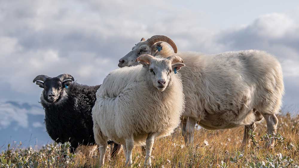 Projects – Fatih Academy